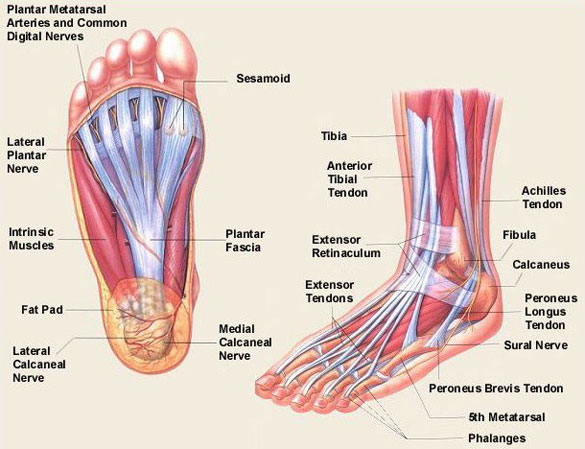 Feet
